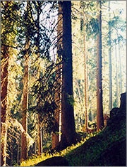 ITALIAN ALPINE SPRUCE (이탈리안 스프러스) : 네이버 블로그