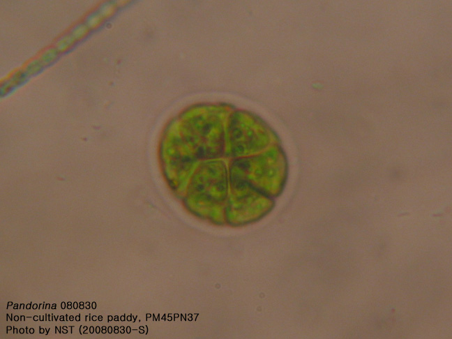 판도리나(오디말, Pandorina) : 네이버 블로그