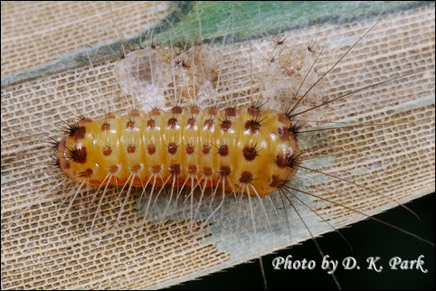 대나무쐐기알락나방(Balataea funeralis) - 유충 : 네이버 블로그