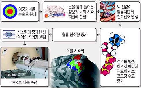 Functional Magnetic Resonance Imaging(fMRI) 원리 : 네이버 블로그