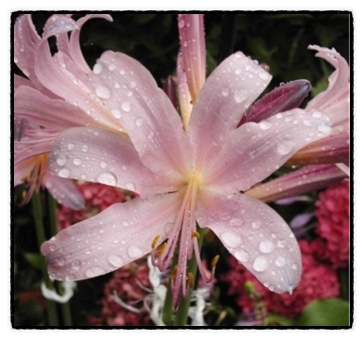 상사화 想思花 Magic Lily, Resurrection Lily : 네이버 블로그