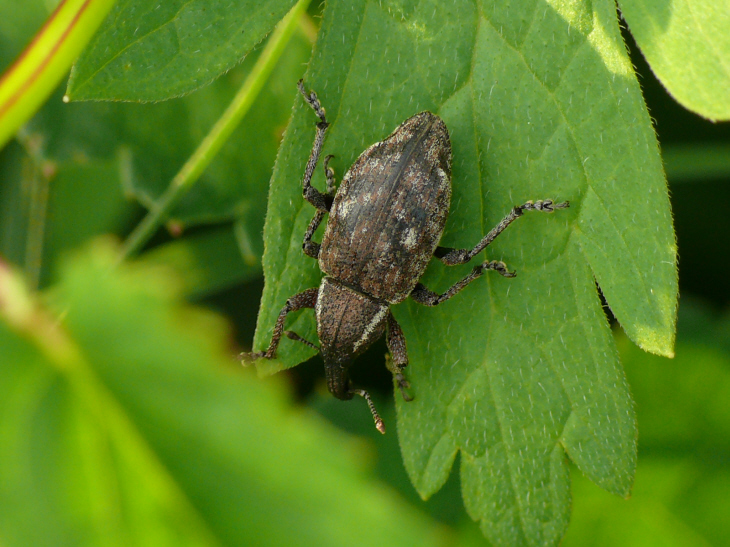옛흰줄바구미 : 네이버 블로그