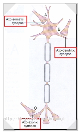 Nerve impulse transmission & Synapses and synaptic transmission : 네이버 블로그
