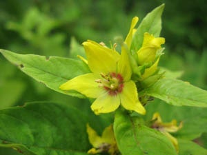 메발톱 : 네이버 블로그