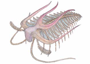 마르렐라 - Marrella : 네이버 블로그