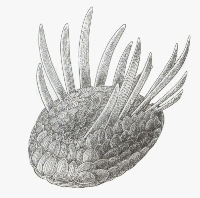 위왁시아 [Wiwaxia] : 네이버 블로그