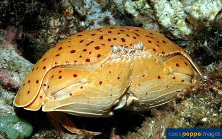 Calappa spp. - Shameface crabs : 네이버 블로그