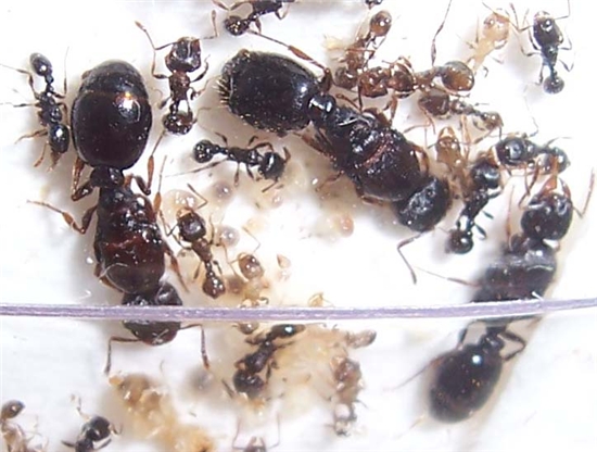 주름개미(Tetramorium casepitum) : 네이버 블로그