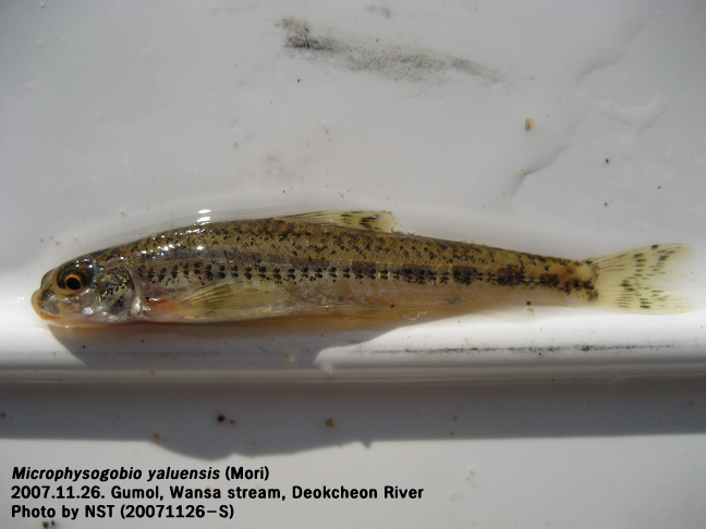 돌마자(Microphysogobio yaluensis (Mori)) : 네이버 블로그