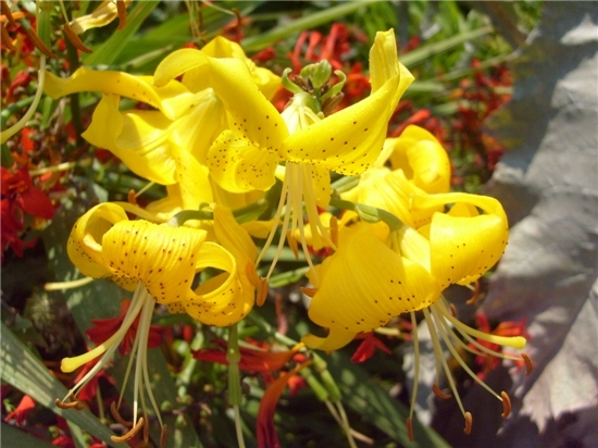 다낭성난소증후군(多囊性卵巢症候群-polycystic ovary syndrome -Stein-Leventhal syndrome ...