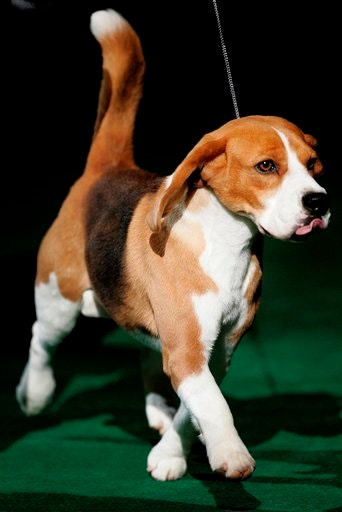 Hail, Snoopy! Beagle Wins Westminster : 네이버 블로그