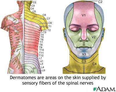 피부분절 (Dermatome) : 네이버 블로그