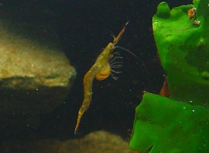 Mysis spp. - Possum shrimps : 네이버 블로그