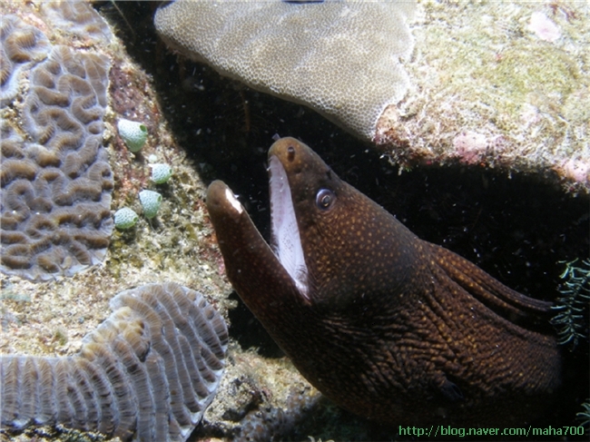 곰치 [common moray eel] : 네이버 블로그