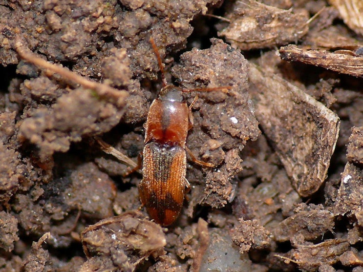 꼬마방아벌레 : 네이버 블로그