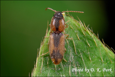 꼬마방아벌레(Aeoloderma agnata) - 성충 : 네이버 블로그