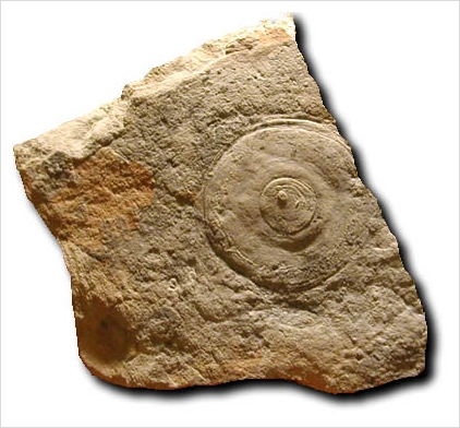 사이클로메두사(Cyclomedusa sp.) : 네이버 블로그