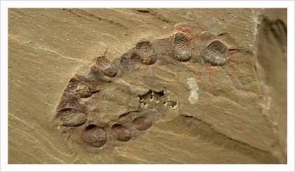 미크로딕티온 시니쿰(Microdictyon sinicum) : 네이버 블로그