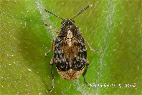 알락콩바구미(Bruchidius dorsalis) : 네이버 블로그
