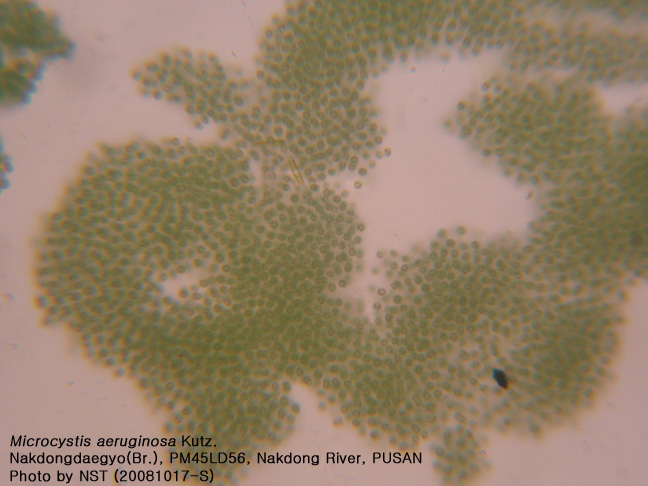 Microcystis aeruginosa Kutz. (마이크로시스티스, 남조류) : 네이버 블로그