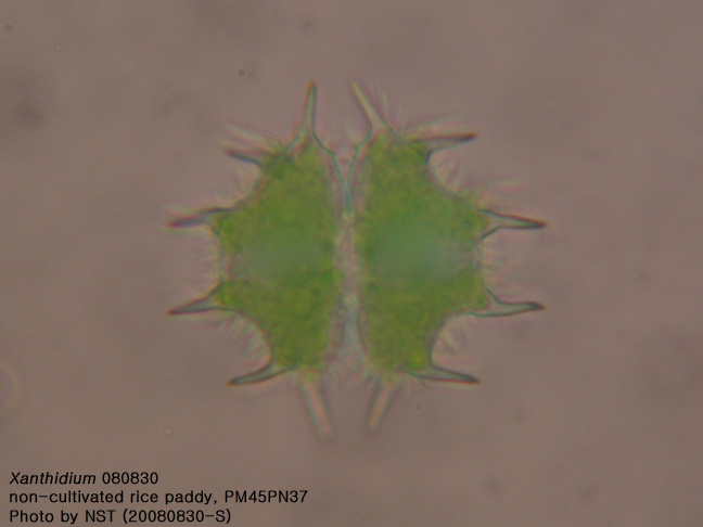 Xanthidium 080830 (장구말아과, 녹조류) : 네이버 블로그