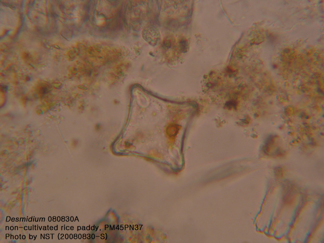 Desmidium 080830A (사각형 데스미디움, 녹조류) : 네이버 블로그
