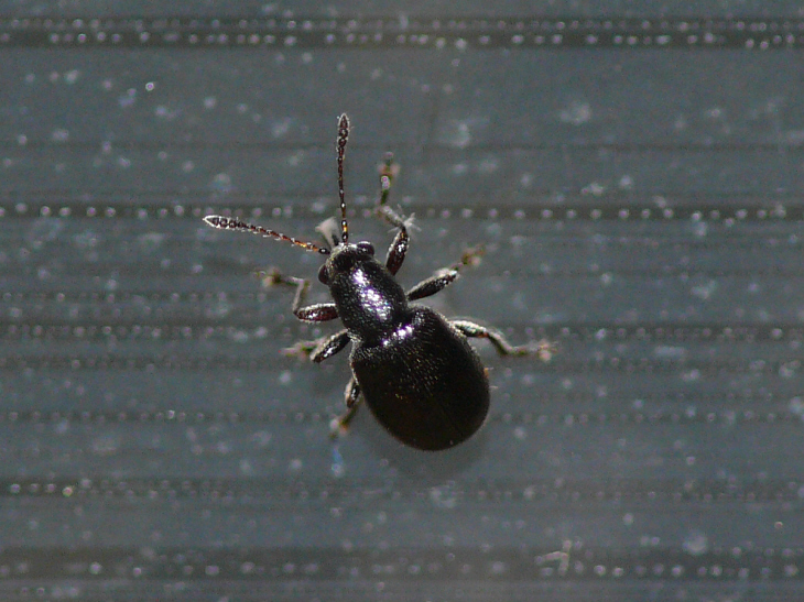 홍다리장미거위벌레 ♀ : 네이버 블로그