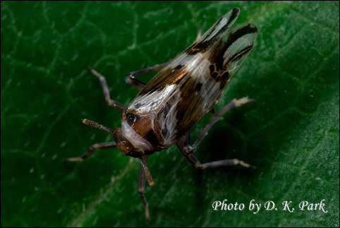 멸구일종(Euides basilinea) - 성충 : 네이버 블로그