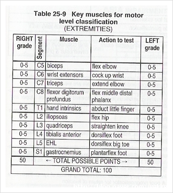 Key muscles for motor level class. & Key sensory landmarks : 네이버 블로그