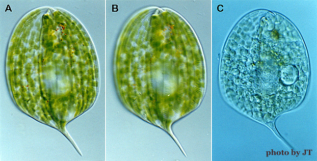 유글레나조류(파쿠스 Phacus속) : Phacus orbicularis : 네이버 블로그