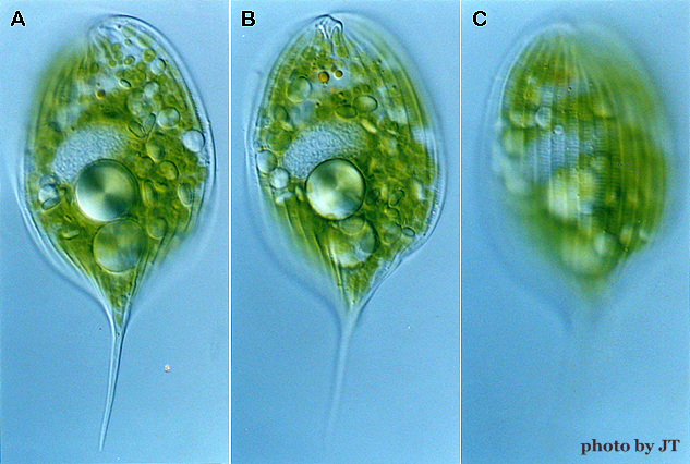 유글레나조류(파쿠스 Phacus속) : Phacus ranula : 네이버 블로그