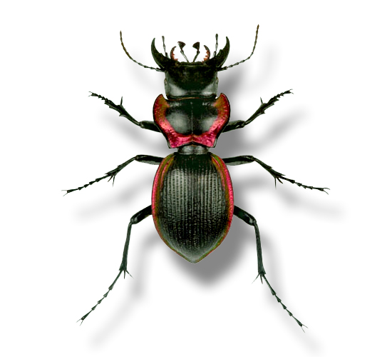 플라니페니스 왕딱정벌레 : 네이버 블로그