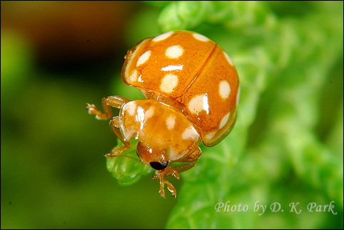 네점가슴무당벌레(Calvia muiri) - 성충 : 네이버 블로그