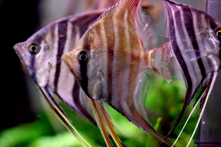 카메라로 찍은 알텀과 pigmaeus : 네이버 블로그