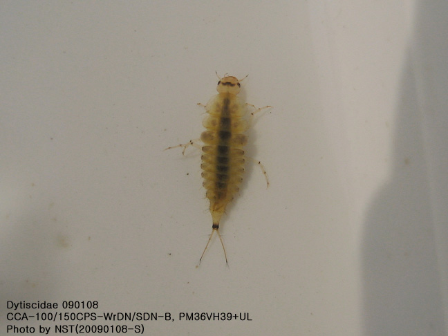 Agabus 090108 (땅콩물방개속 유충) : 네이버 블로그