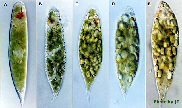 유글레나(Euglena): Euglena variabilis/granulata/hemichromata : 네이버 블로그