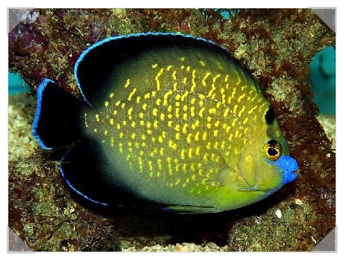 골든플레이크 Gold flake angelfish : 네이버 블로그