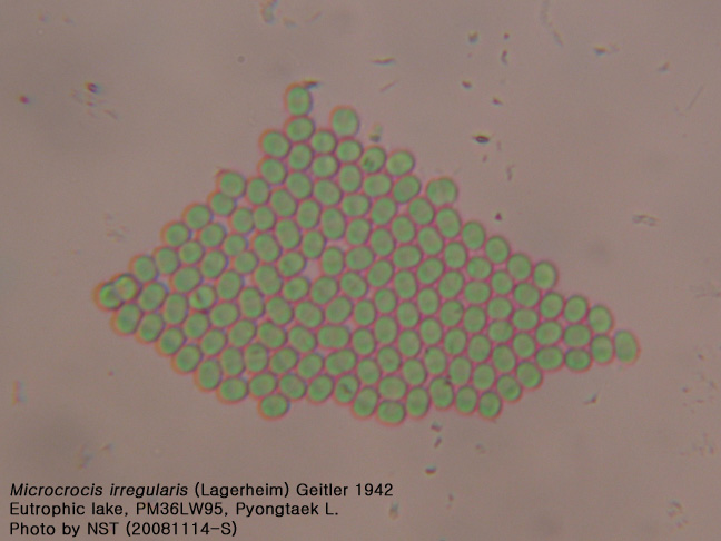 Microcrocis irregularis (Lagerheim) Geitler (남조류) : 네이버 블로그