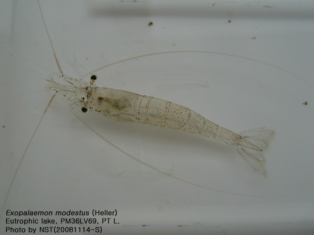 각시흰새우(Exopalaemon modestus (Heller)) : 네이버 블로그