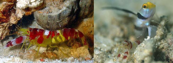 Pistol Shrimp - Alpheus spp. : 네이버 블로그