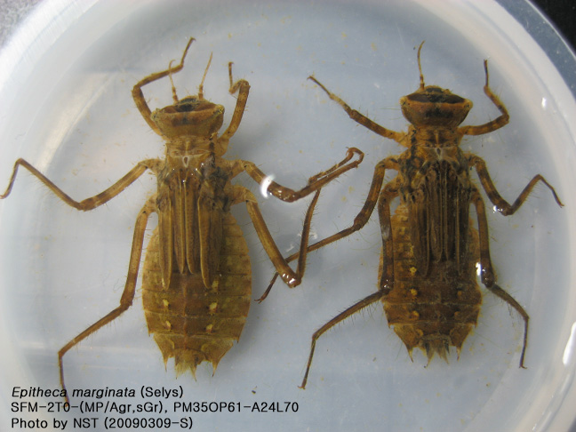 언저리잠자리(Epitheca marginata (Selys)) : 네이버 블로그