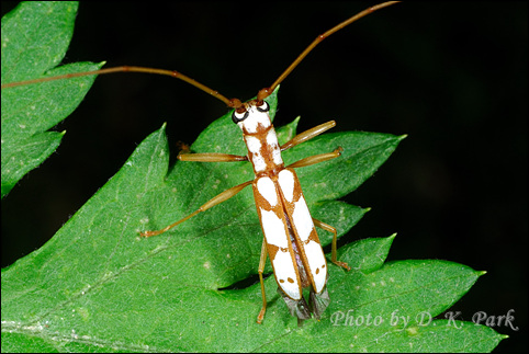 굴피염소하늘소(Olenecamptus formosanus) - 성충 : 네이버 블로그