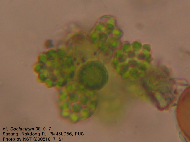 Coelastrum 081017 (코엘라스트룸) : 네이버 블로그