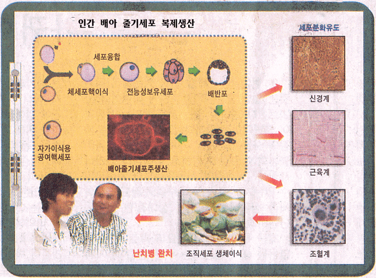 서울대 황우석교수 복제 인간배아 줄기세포 배야 네이버 블로그