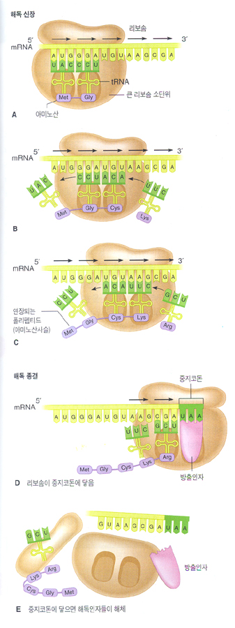 단백질 합성과정 2 폴리펩티드 합성 네이버 블로그