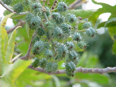 요나의 박넝쿨 열매 : 네이버 블로그